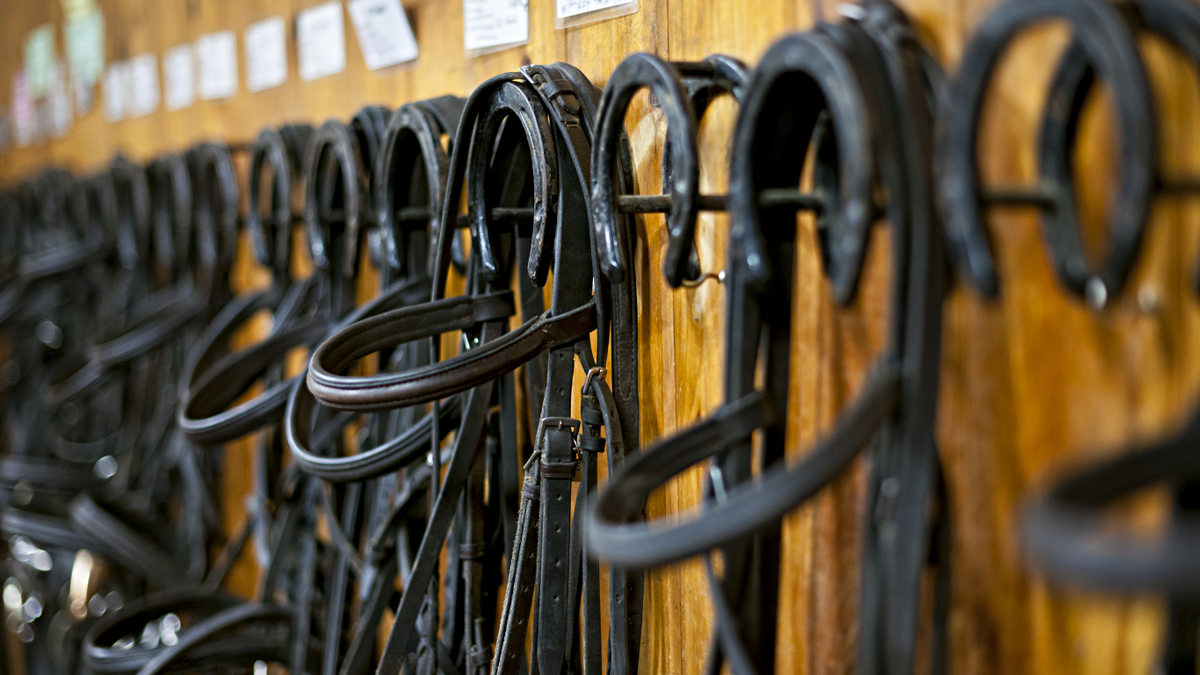 2024 Staff Tack Picks | Equine Exchange Tack Shop
