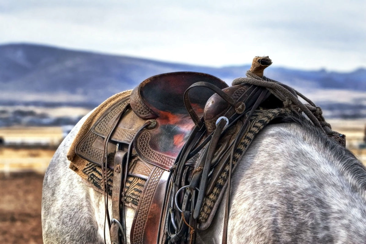 Your Budget-Friendly Tack Guide | Equine Exchange Tack Shop