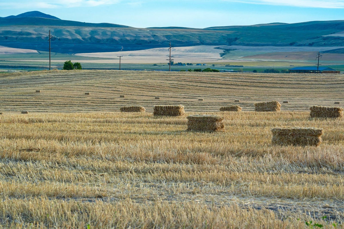 Hay Types 101 | Equine Exchange Tack Shop