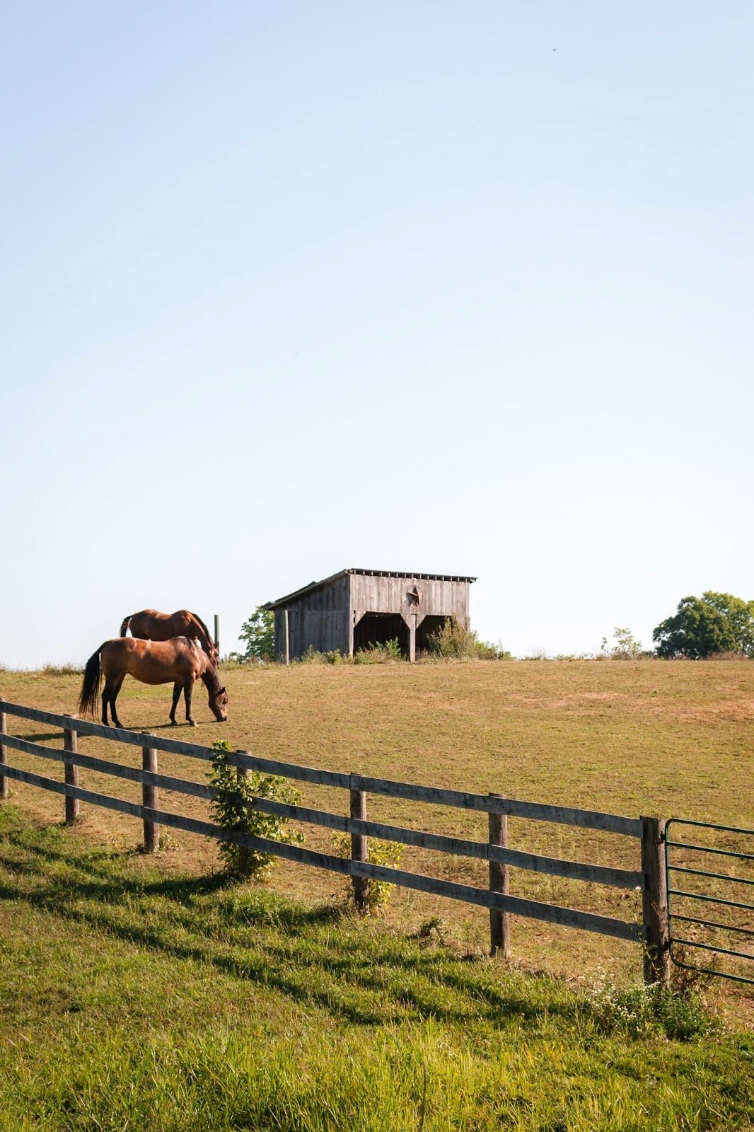 Spring Cleaning – Paddock Management | Equine Exchange Tack Shop