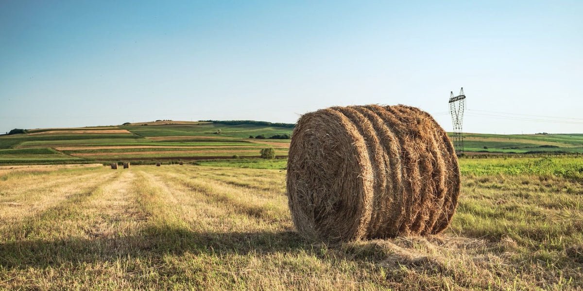 The Dangers of Moldy Hay | Equine Exchange Tack Shop