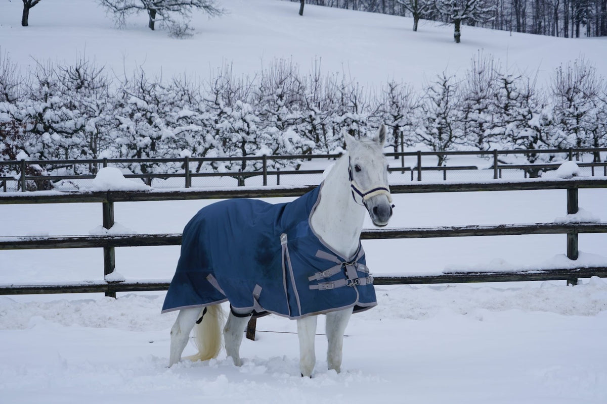 Non-Tack Horse Gift Ideas | Equine Exchange Tack Shop