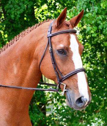 Black Oak Aster Hunter Bridle | Equine Exchange Tack Shop