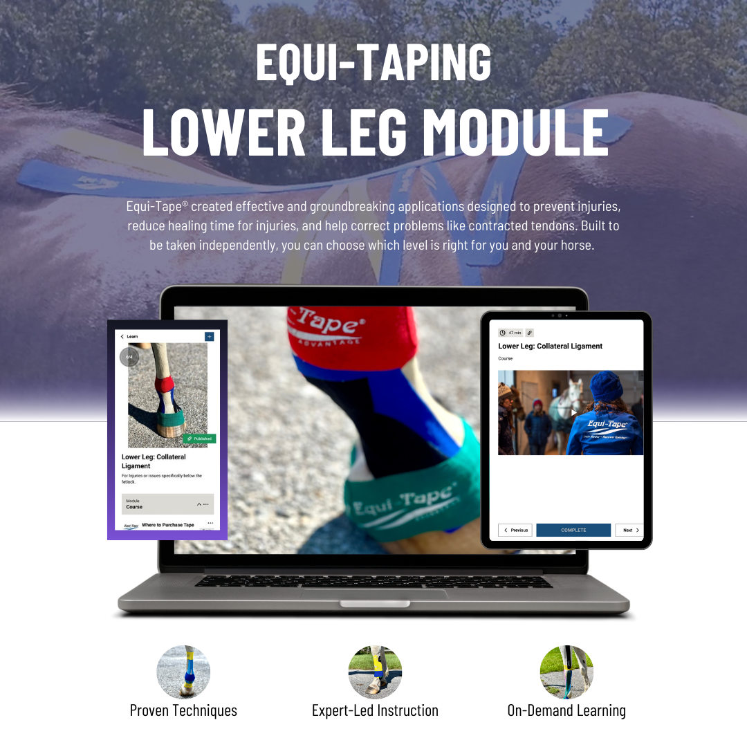 Module: Lower Leg | Equine Exchange Tack Shop