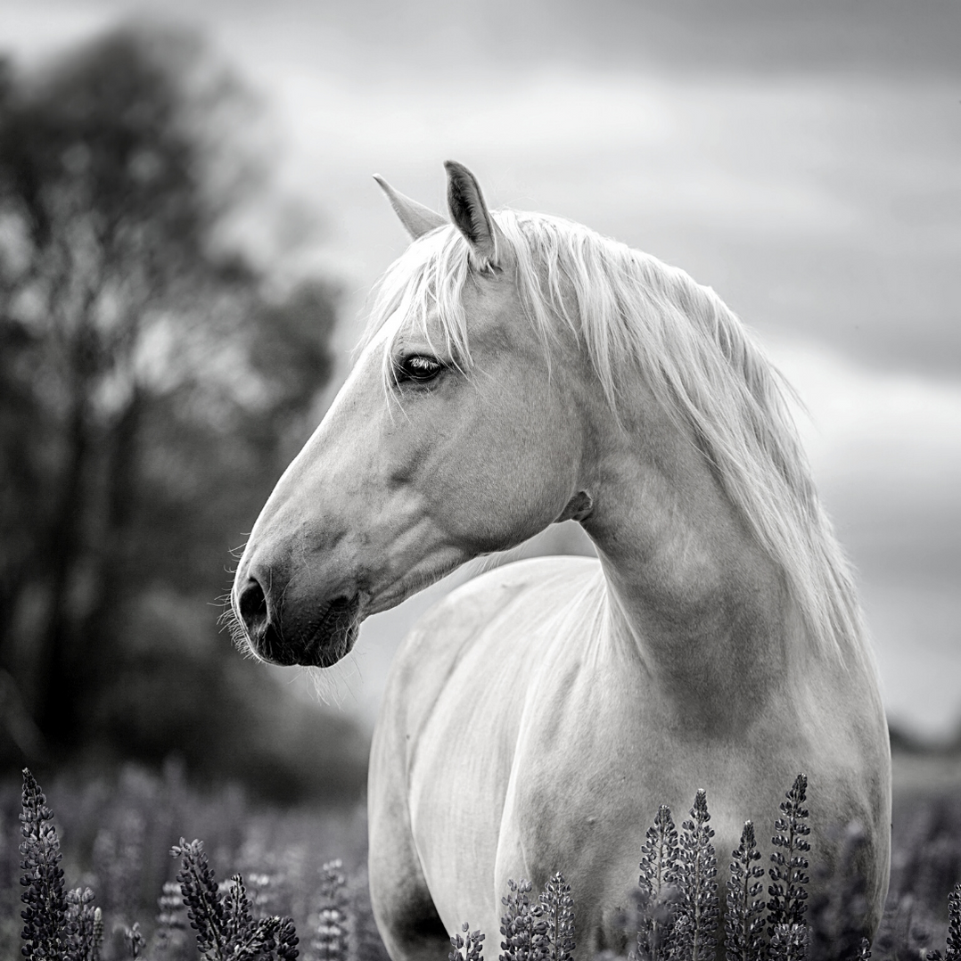 Equine Exchange Tack Shop Pottstown PA: Apparel, Bridles, Saddlery